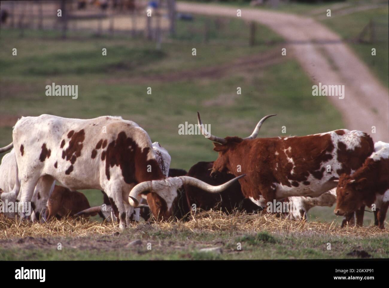 Ranch central texas cattle hi-res stock photography and images - Alamy