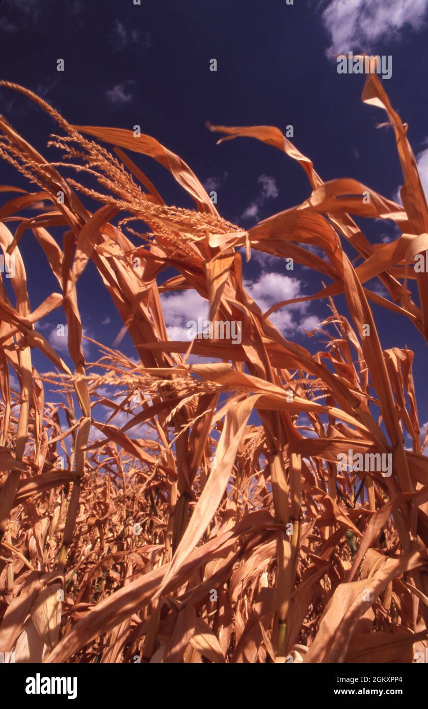 ©1996 withered corn crop during a drought in central Texas near Austin ...