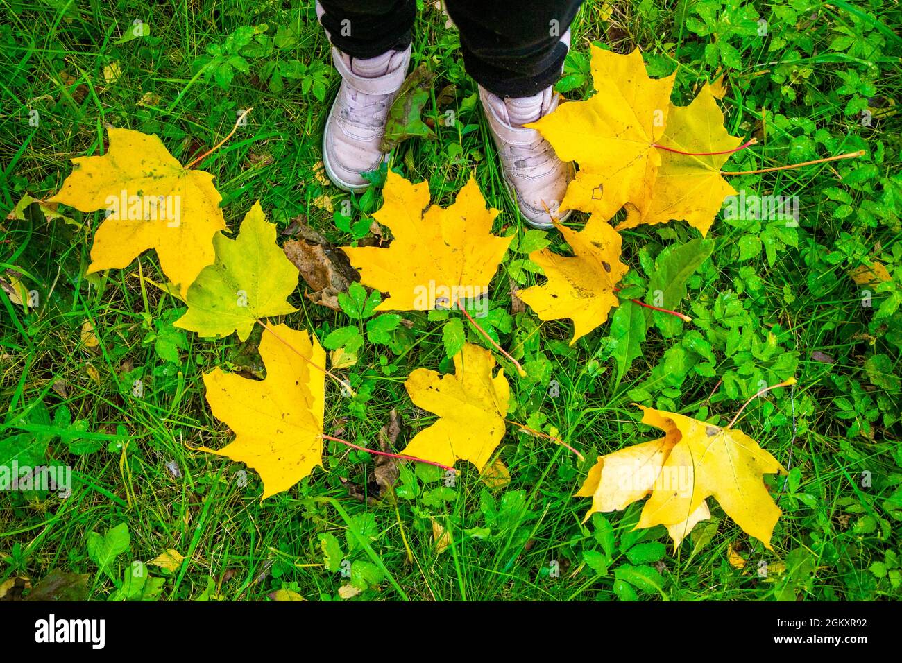 Fallen from a maple tree hi-res stock photography and images - Alamy