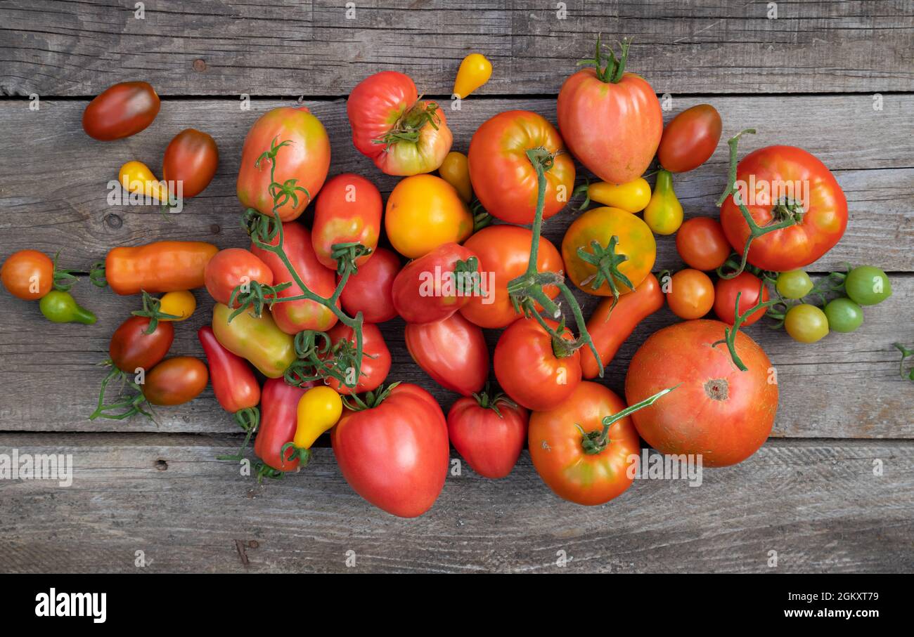 Bright multi-colored tomatoes of different sizes on a wooden gray ...