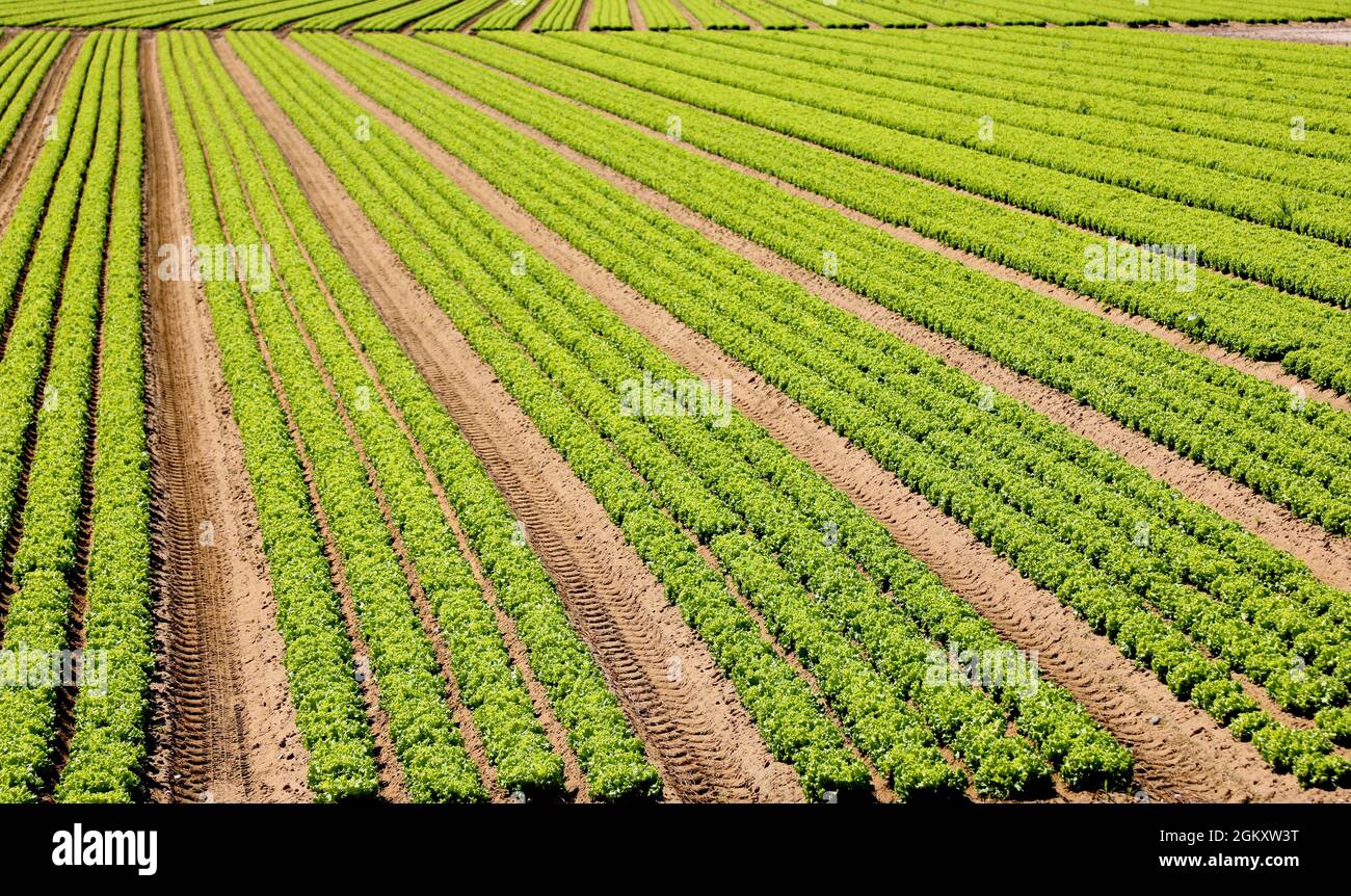Sandy fertile soil hi-res stock photography and images - Alamy