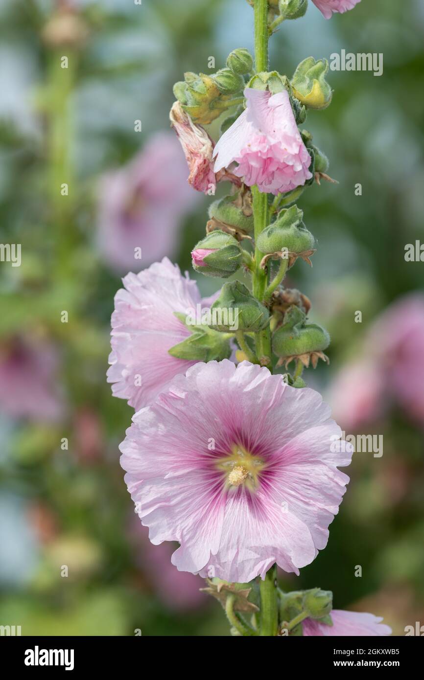 Close up of pink common hollyhock (alcea rosea) flowers in bloom Stock ...