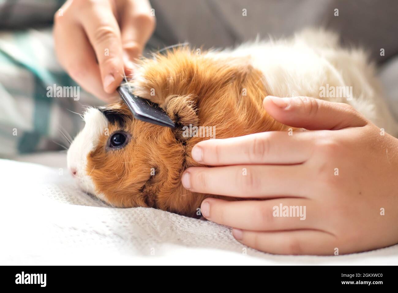 boy combs a guinea pig. Wool care pets. Long-necked rodent Stock Photo ...