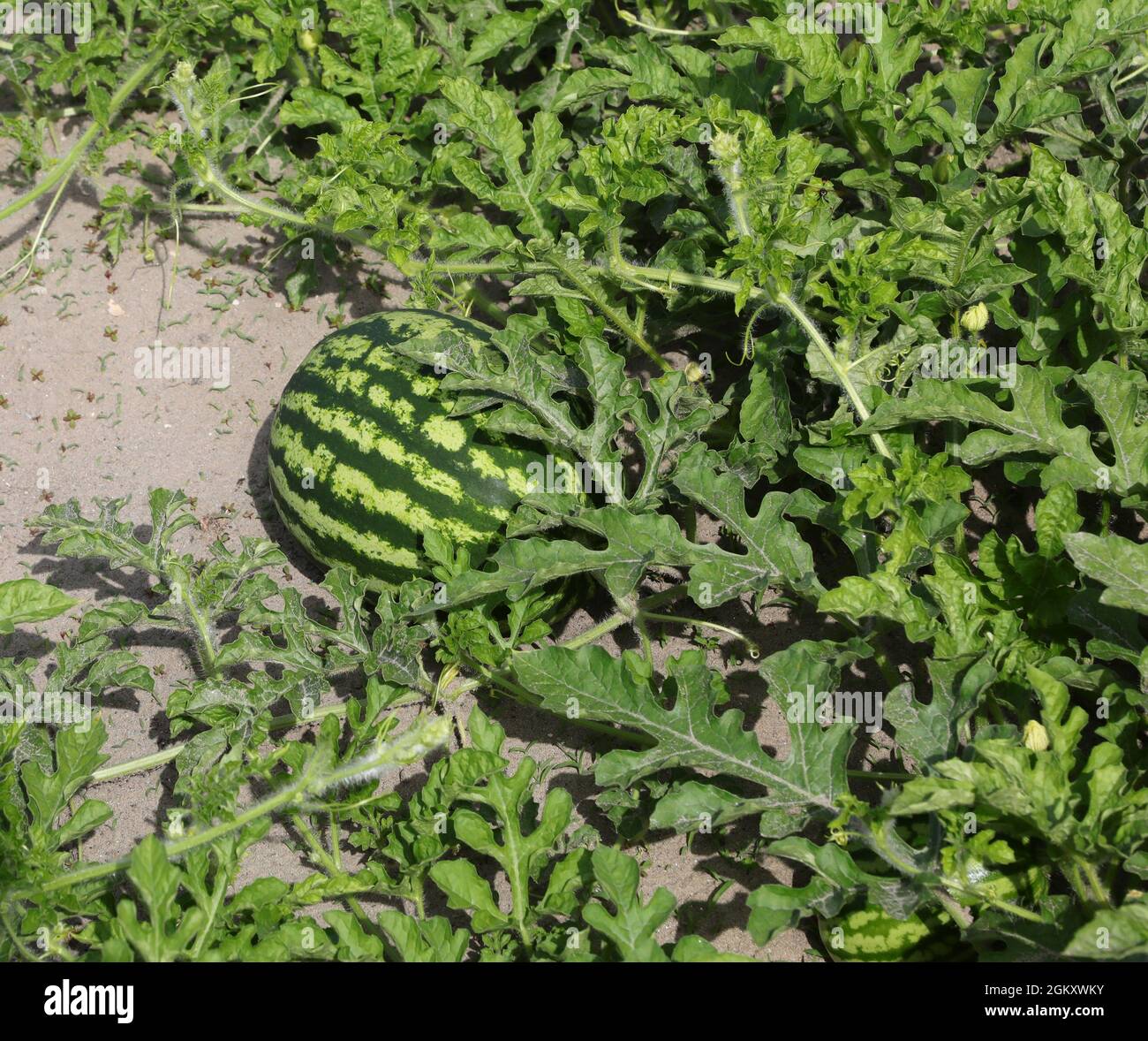 very big ripe green watermelon in the field with very fertile sandy ...