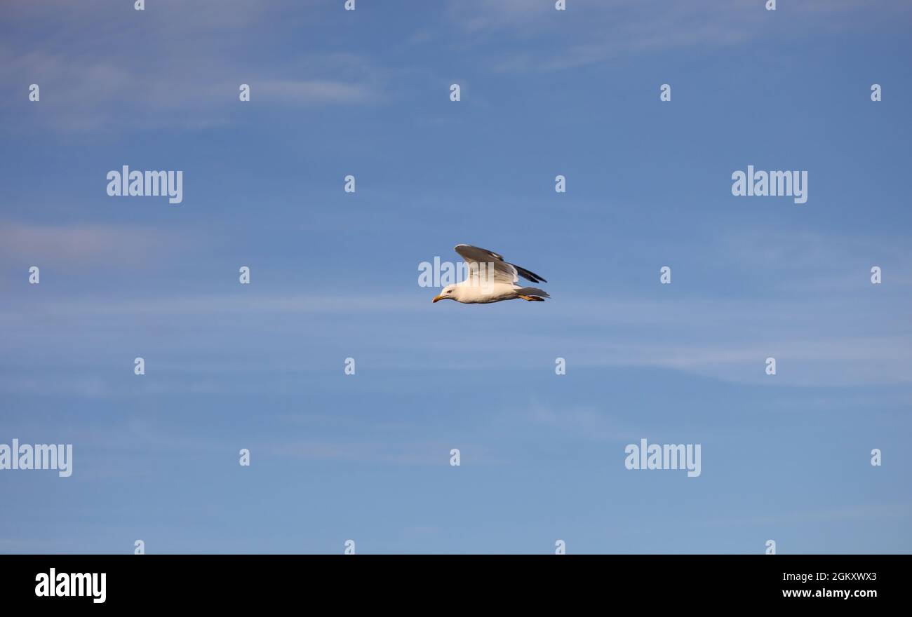 big Seagull bird flying high in the blue sky symbol of freedom Stock ...