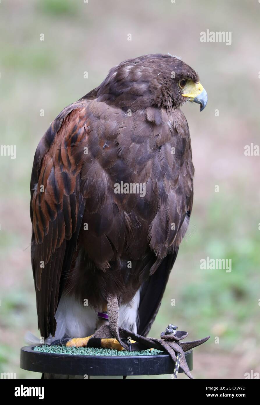 Big bird of prey called Hawk of Harris Stock Photo - Alamy