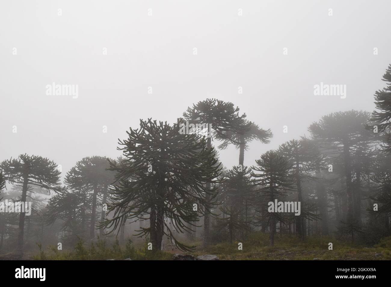 Landscape of a forest covered in trees and fog on a gloomy day Stock ...