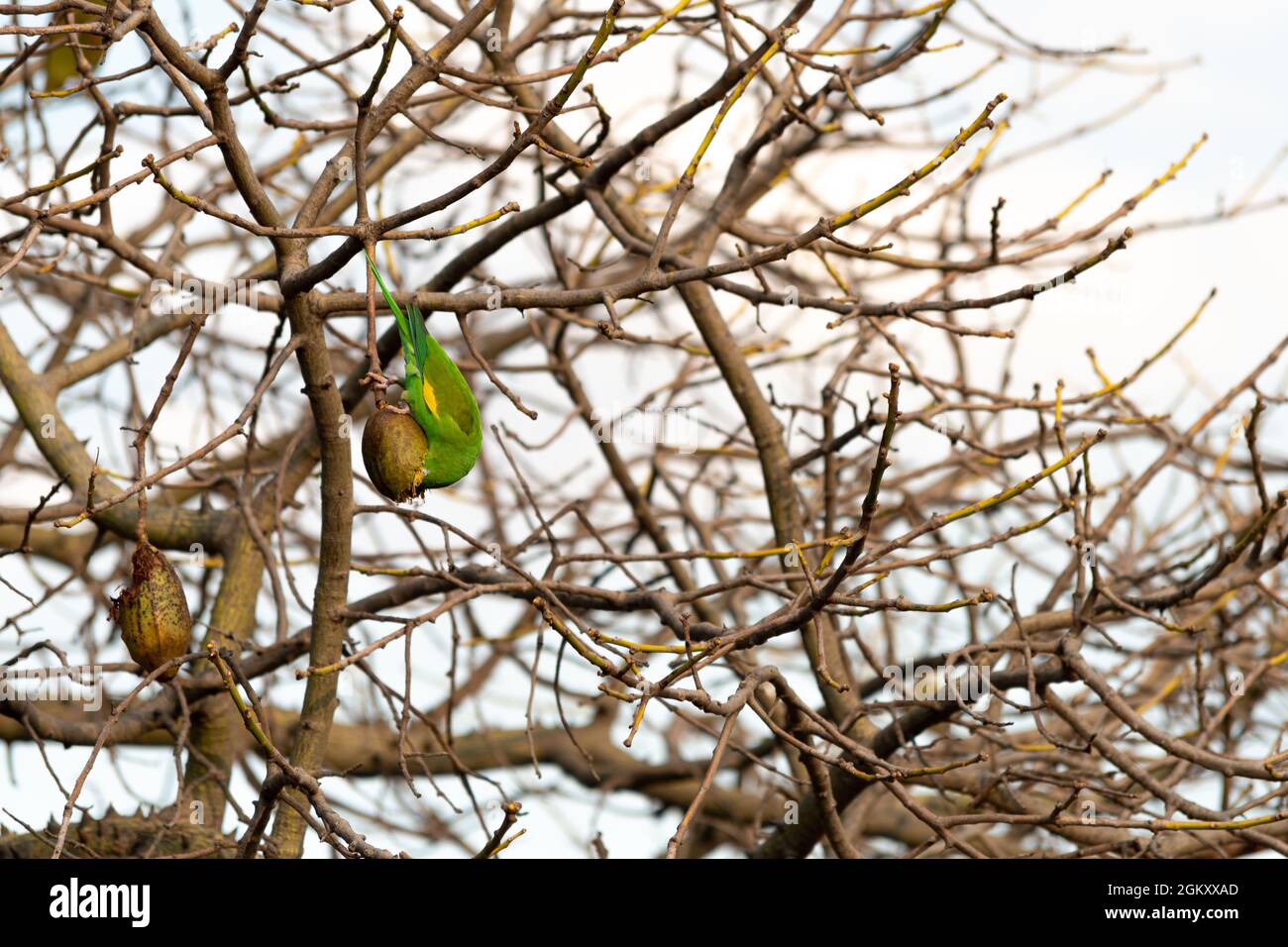Green parrot eating fruit from a tree amid the leafless branches Stock ...