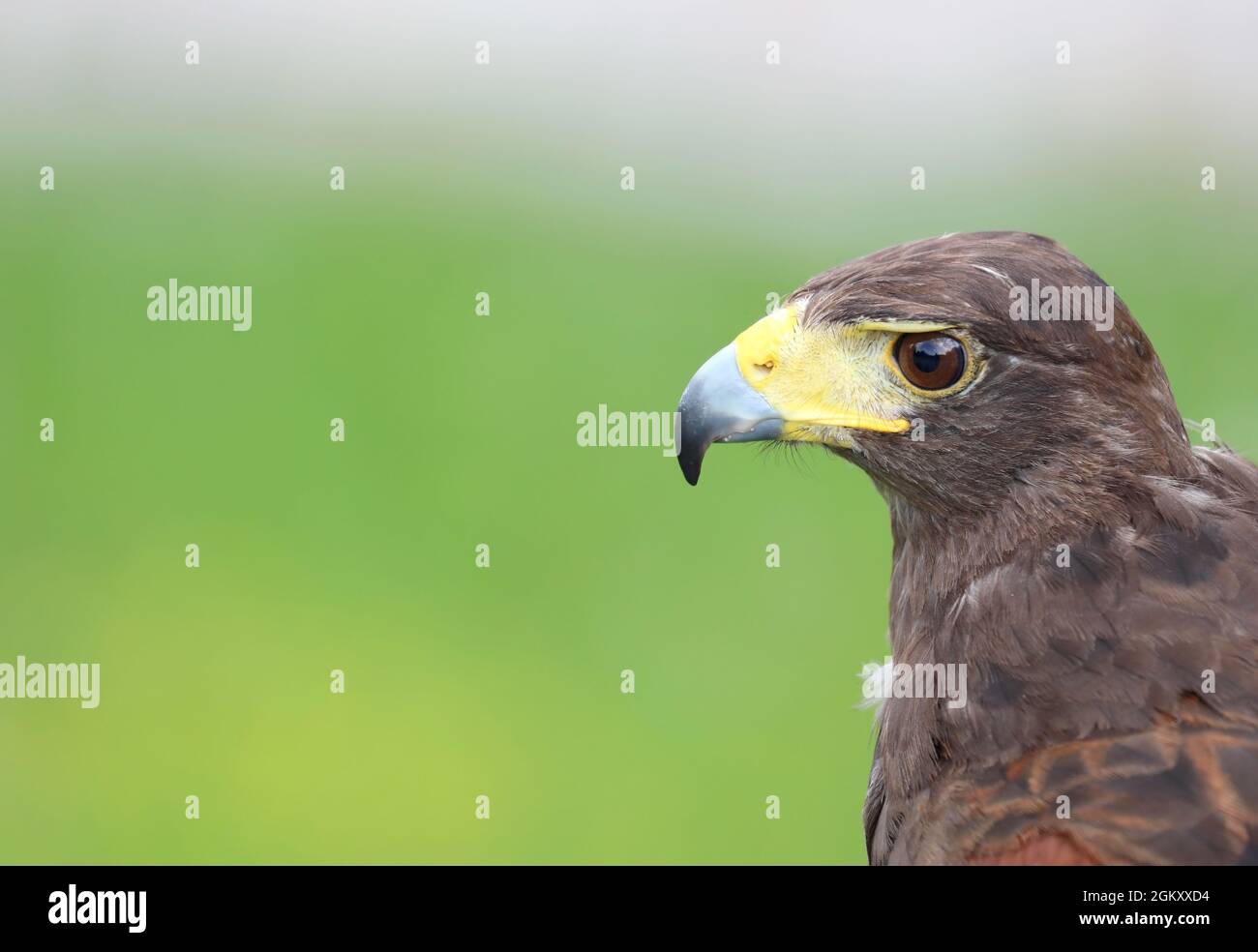 Big bird of prey called Hawk of Harris Stock Photo - Alamy