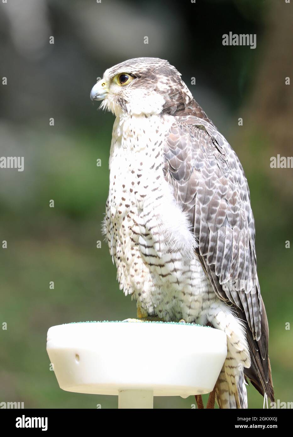 Adult Peregrine falcon a bird of prey in falconry centre Stock Photo ...