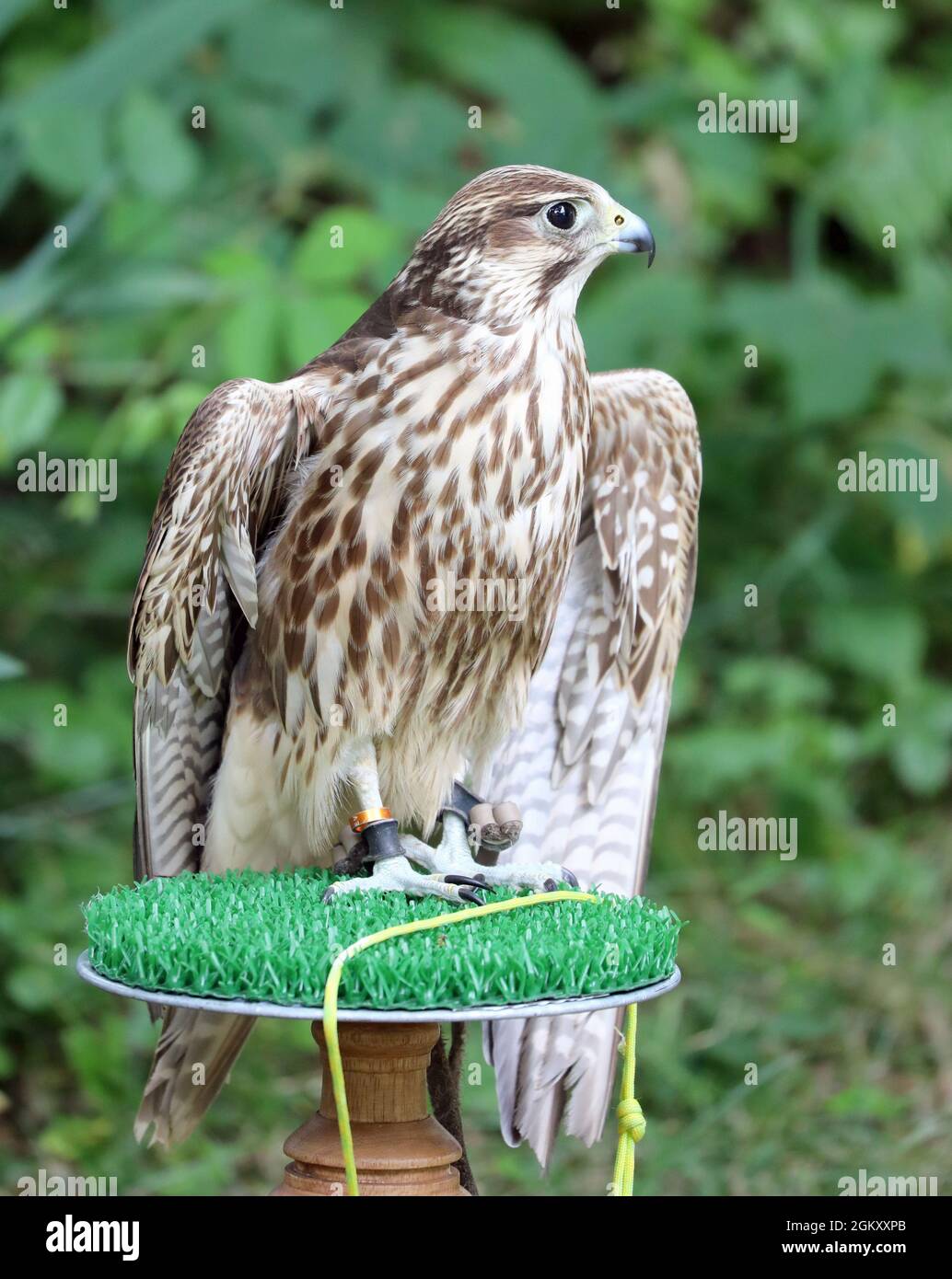 Hawk rapacious predatory bird hi-res stock photography and images - Alamy