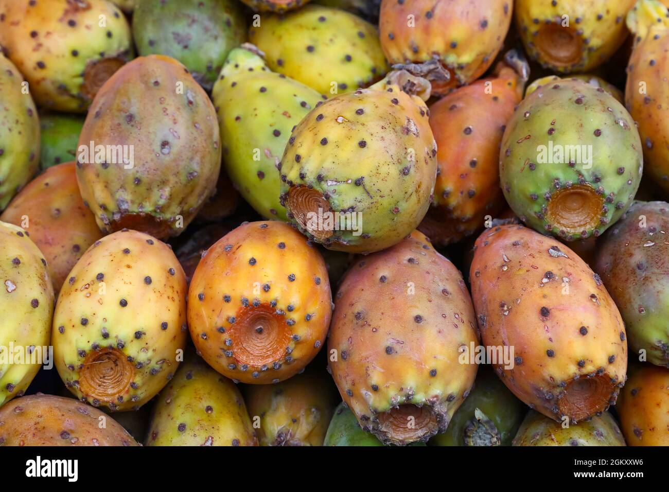 Close up many fresh Opuntia ficus indica (Indian fig, Prickly pear ...