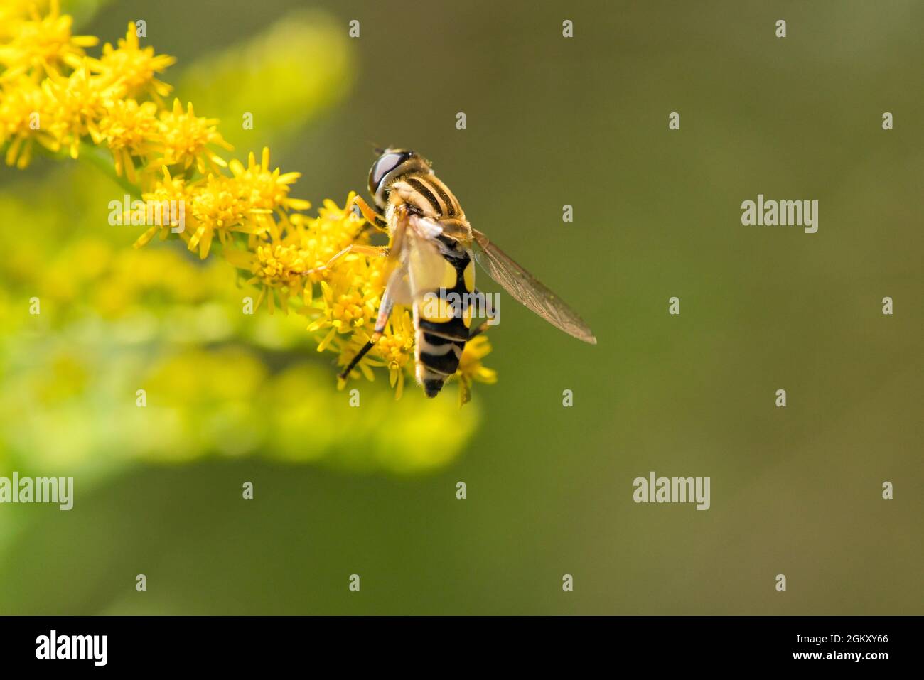 Insect wraps hi-res stock photography and images - Alamy