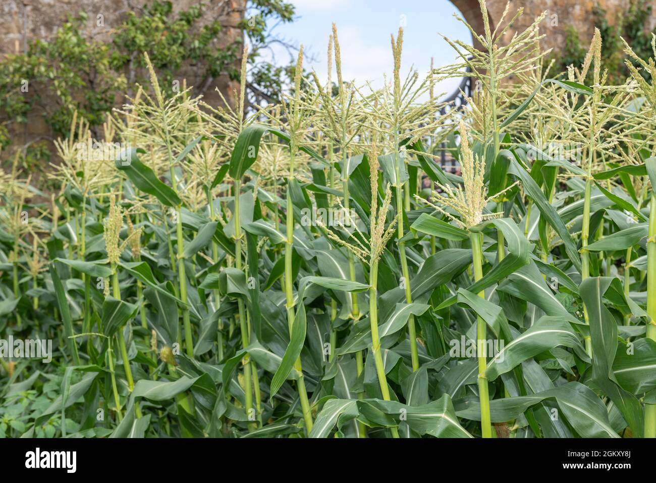 Maize male inflorescence close up hi-res stock photography and images ...