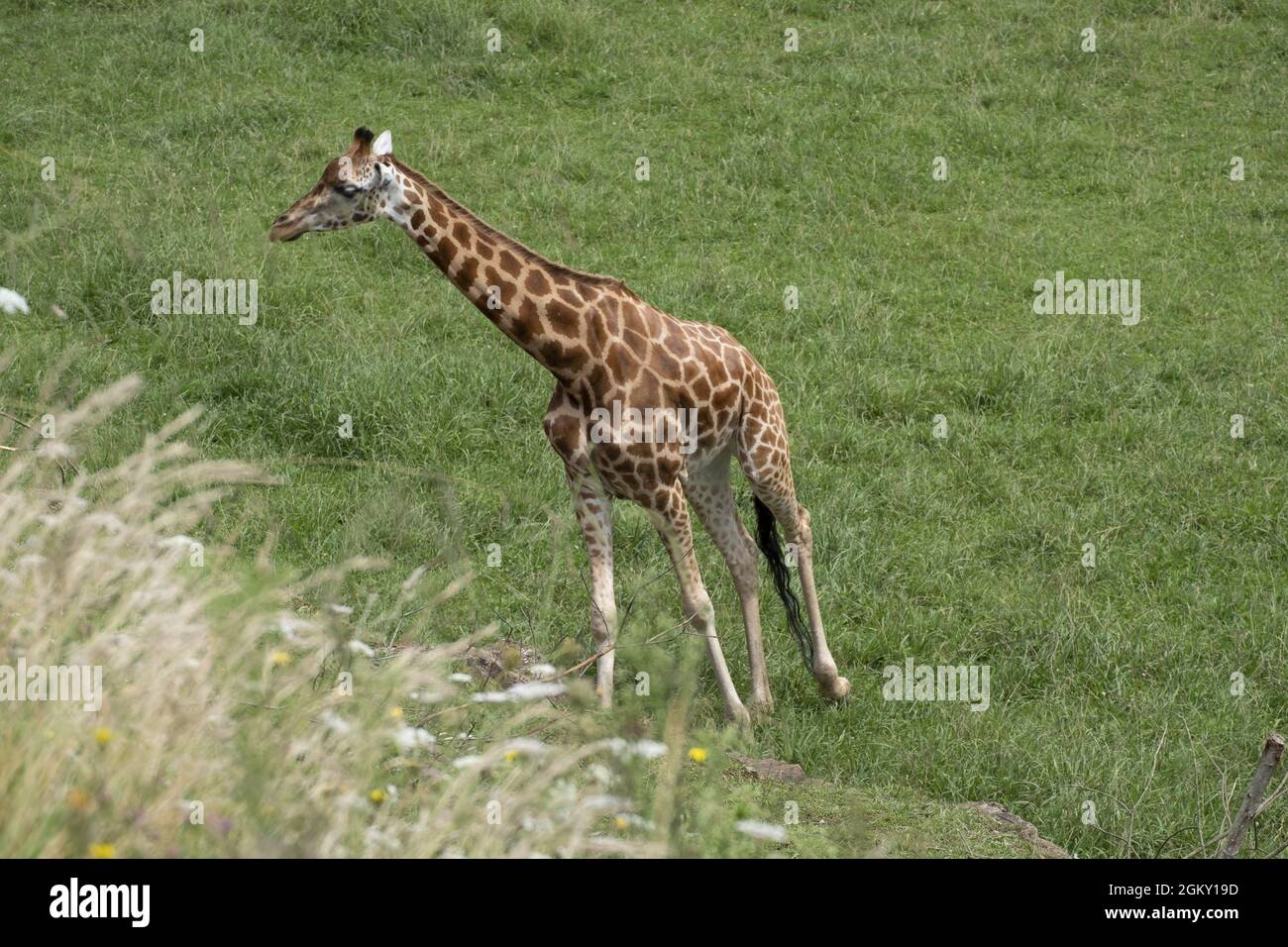 Giraffe in Cabarceno Natural Park, Spain Stock Photo - Alamy