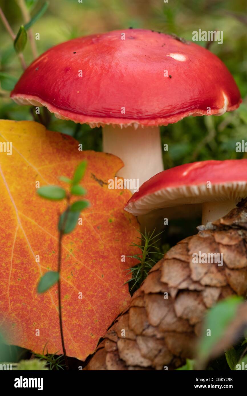 Portrait of fungus hi-res stock photography and images - Alamy