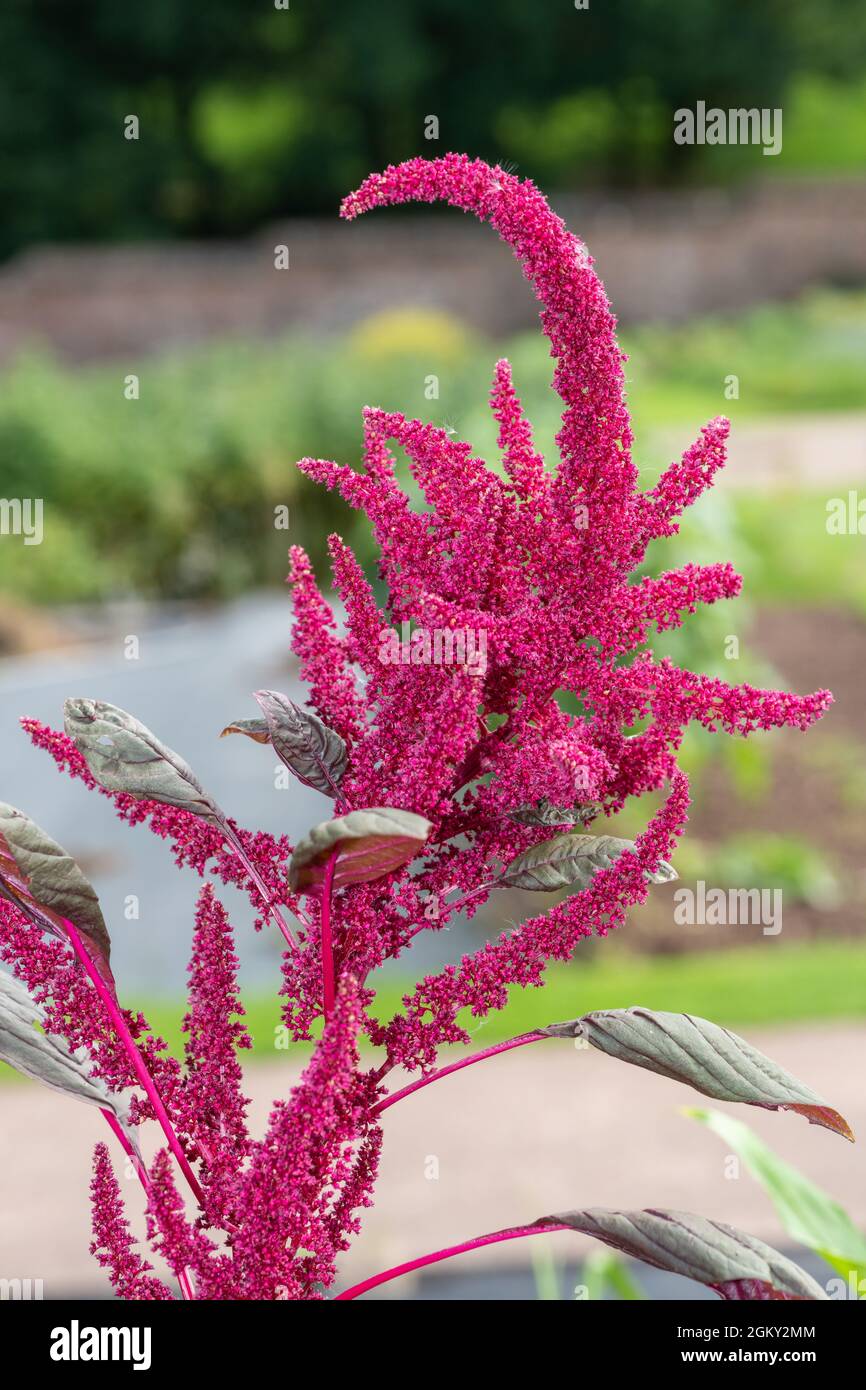Close up of a Prince of Wales feather (amaranthus hypochondriacus ...