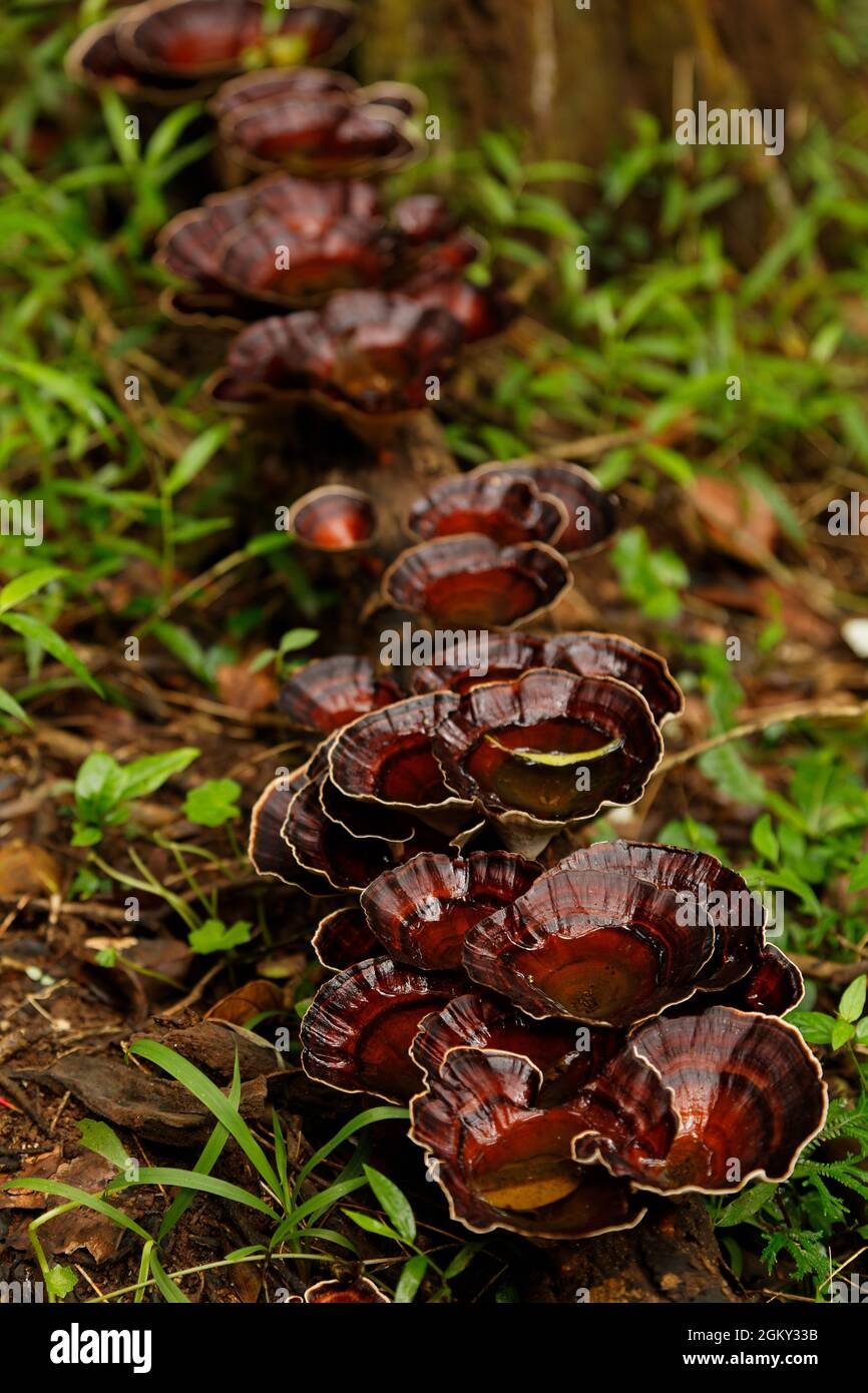 Funnel shaped exotic mushrooms growing on a branch lying on the ground ...