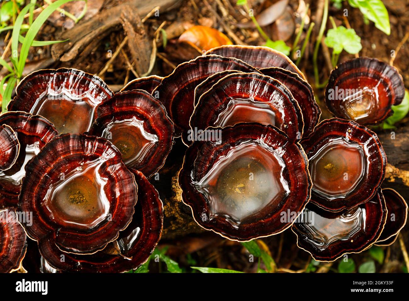 Funnel shaped exotic mushrooms growing on a branch lying on the ground ...