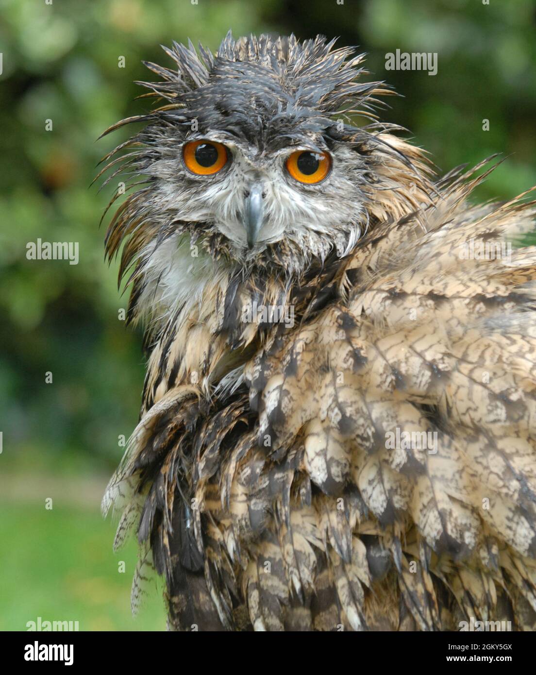 BILLY THE EAGLE OWL TAKES A COOLING SHOWER DURING THE HOT WEATHER ...