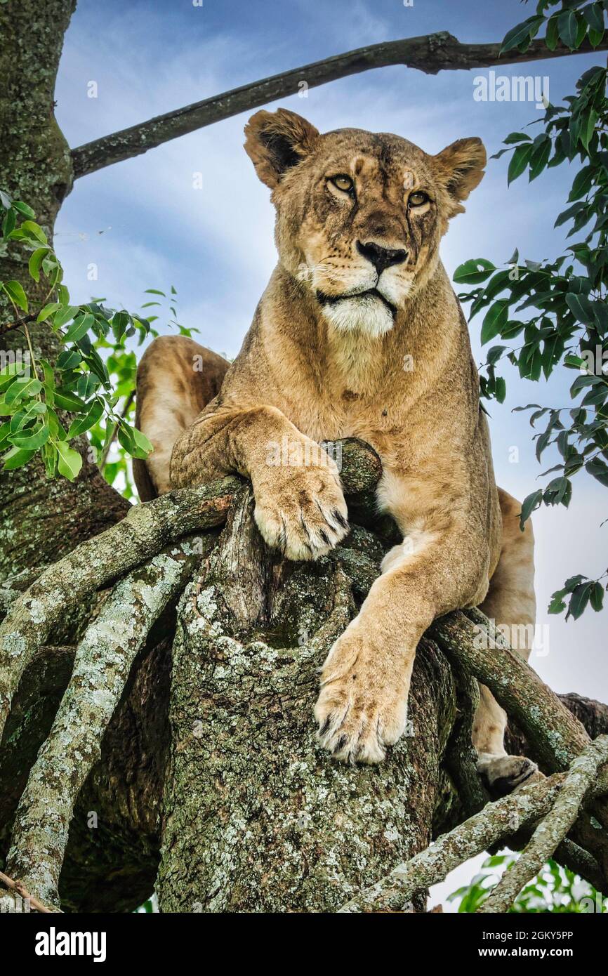 Female lion resting in hi-res stock photography and images - Alamy