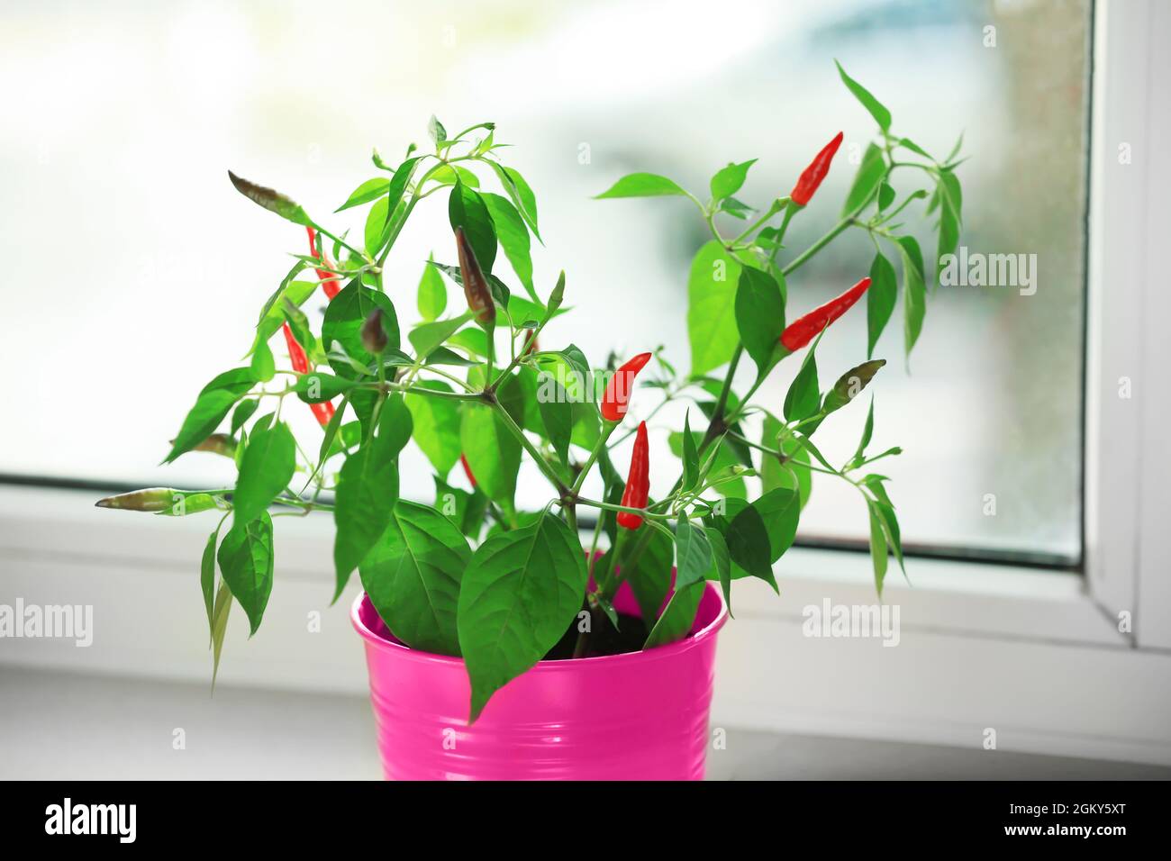 Pot with red chili peppers on window sill Stock Photo - Alamy