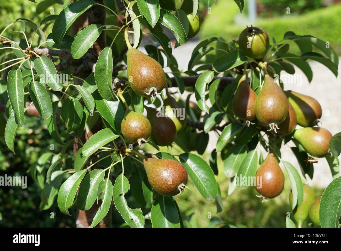 Pears fruits on the tree with leaves. Pear variety is called Comice ...