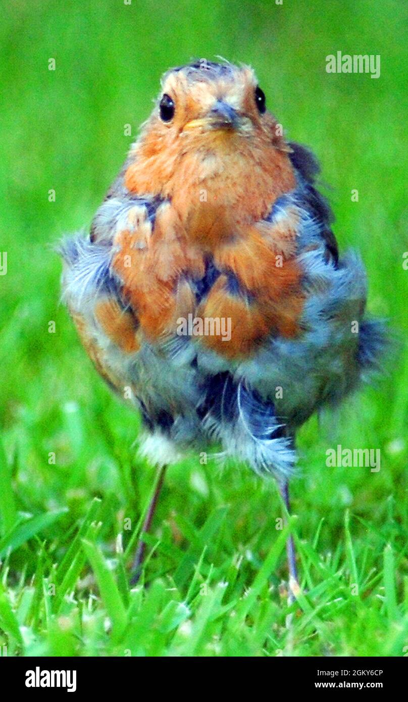 SCRUFFY THE ROBIN SEARCHING FOR SCRAPS IN PAULINE BROMLY'S BACK GARDEN ...