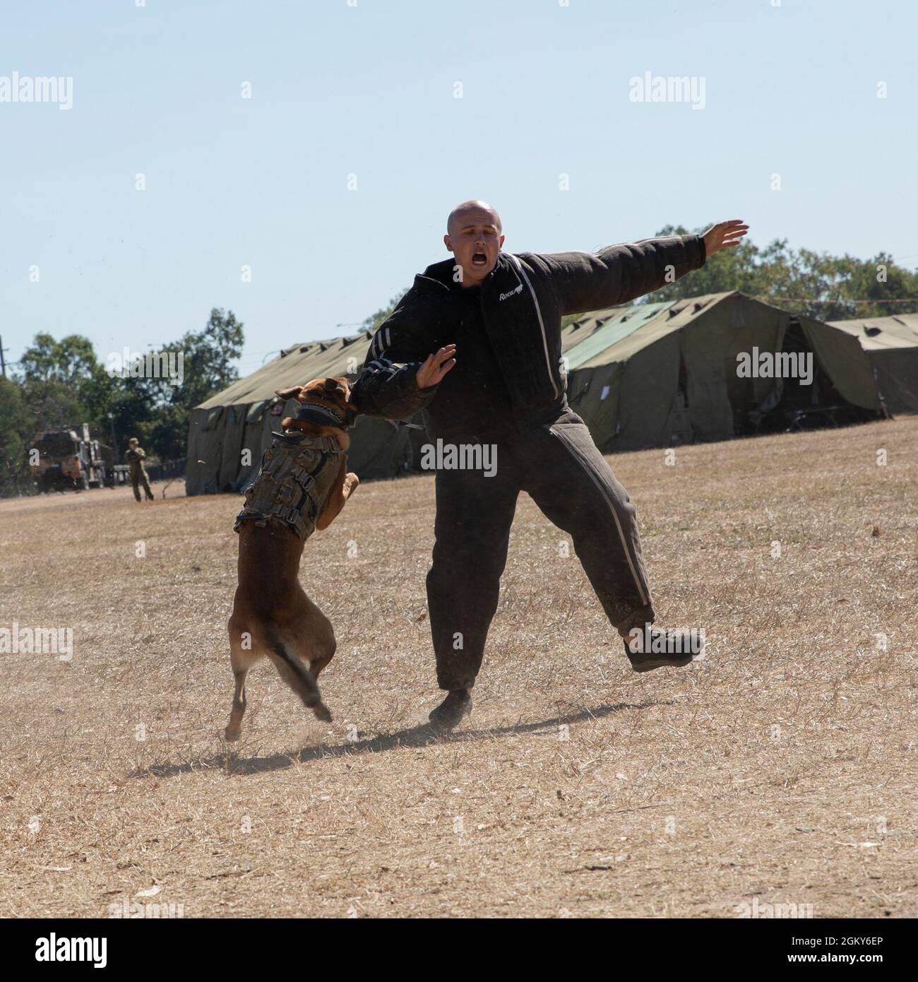 Australian police dog hi-res stock photography and images - Alamy