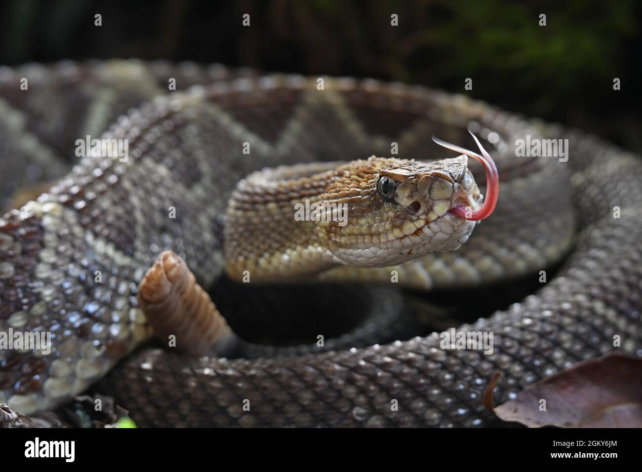 Serpent tongue hi-res stock photography and images - Alamy