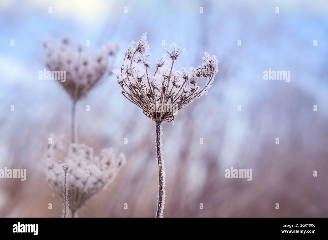 Snowflakes on yellow grass. Snow background. Grass drift on snow ...