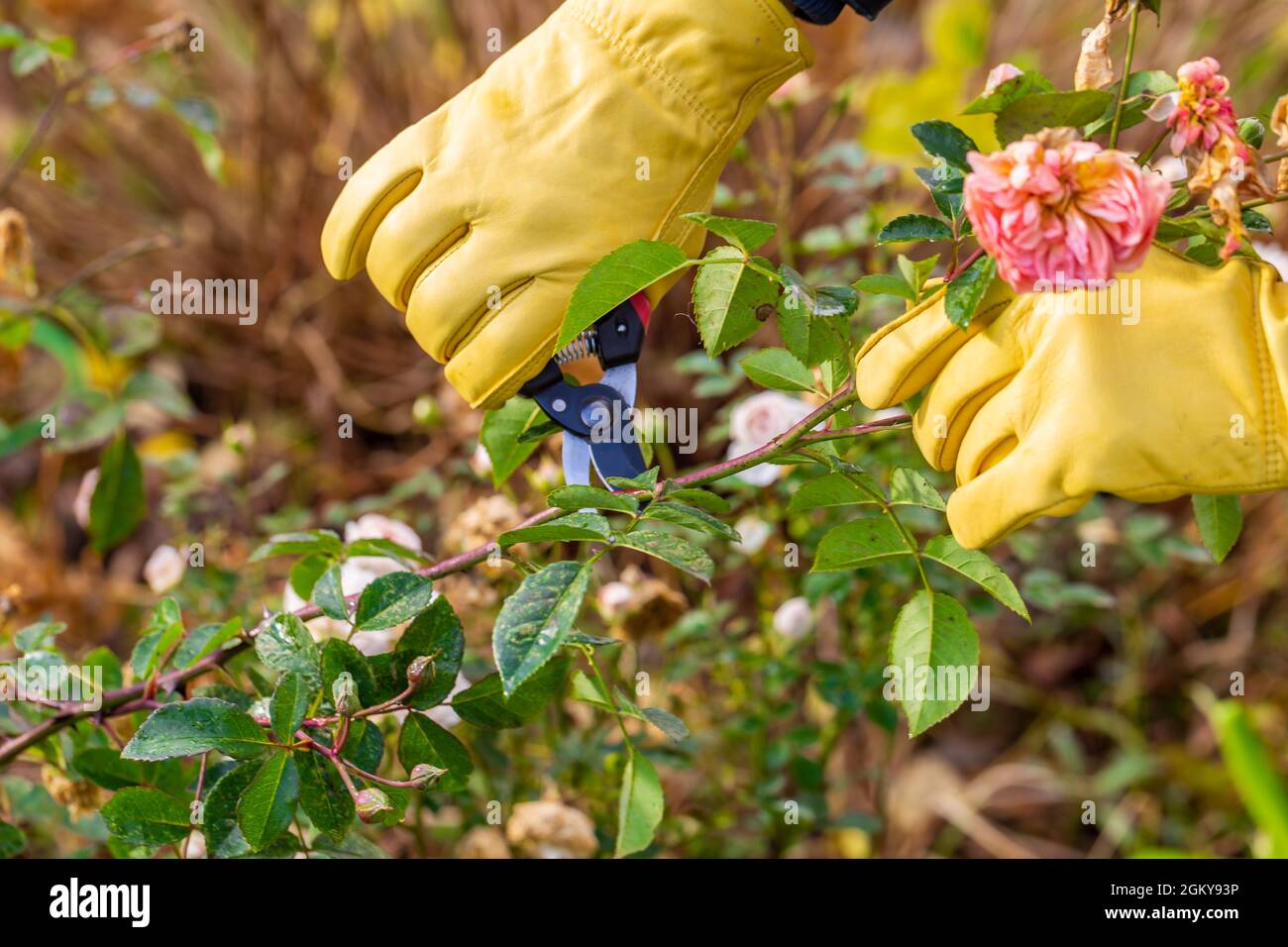 Pruning rose bushes in the fall. Garden work. The pruner in the hands ...