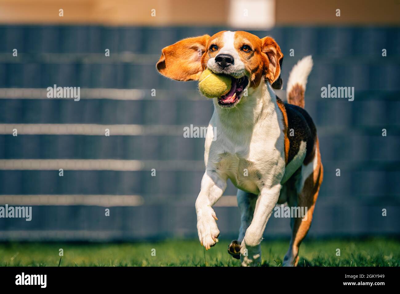 Beagle dog fun in backyard, outdoors run with ball Stock Photo - Alamy