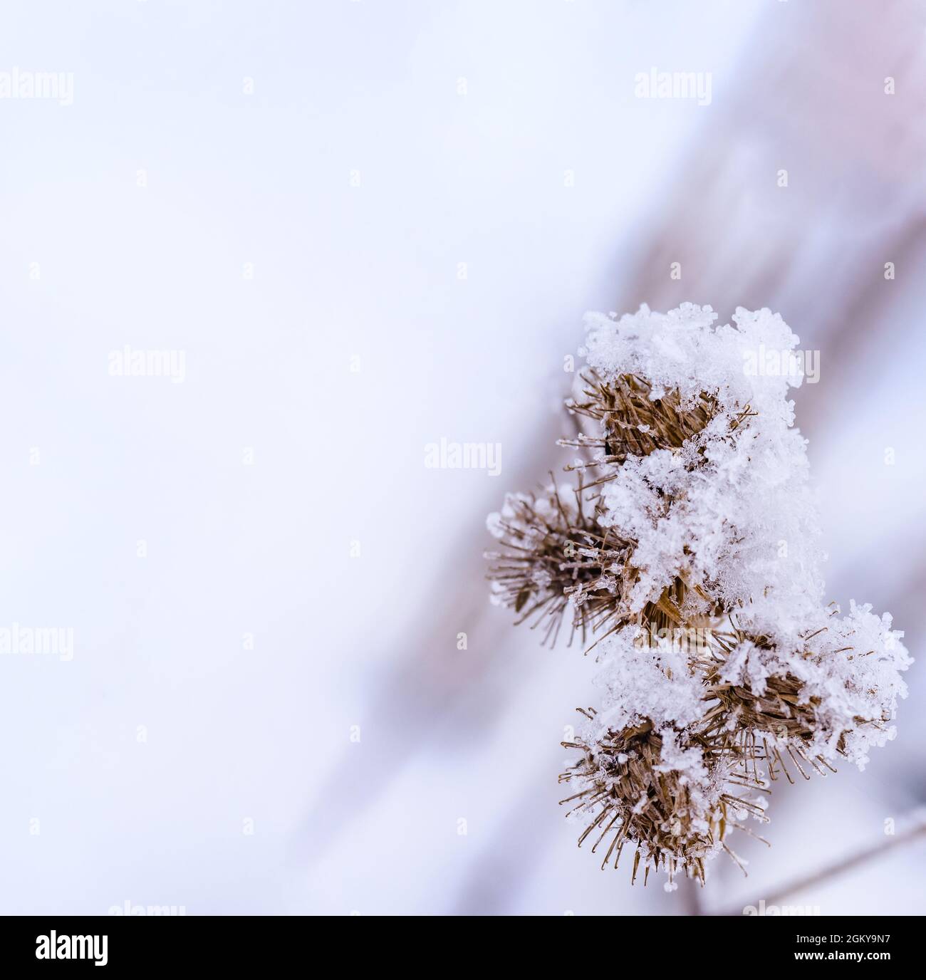 Snowflakes on yellow grass. Snow background. Grass drift on snow ...