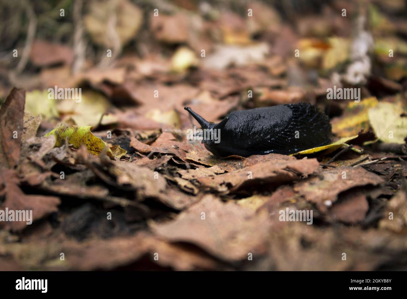 Closeup of a black slug on dried leaves in a forest in autumn with a ...