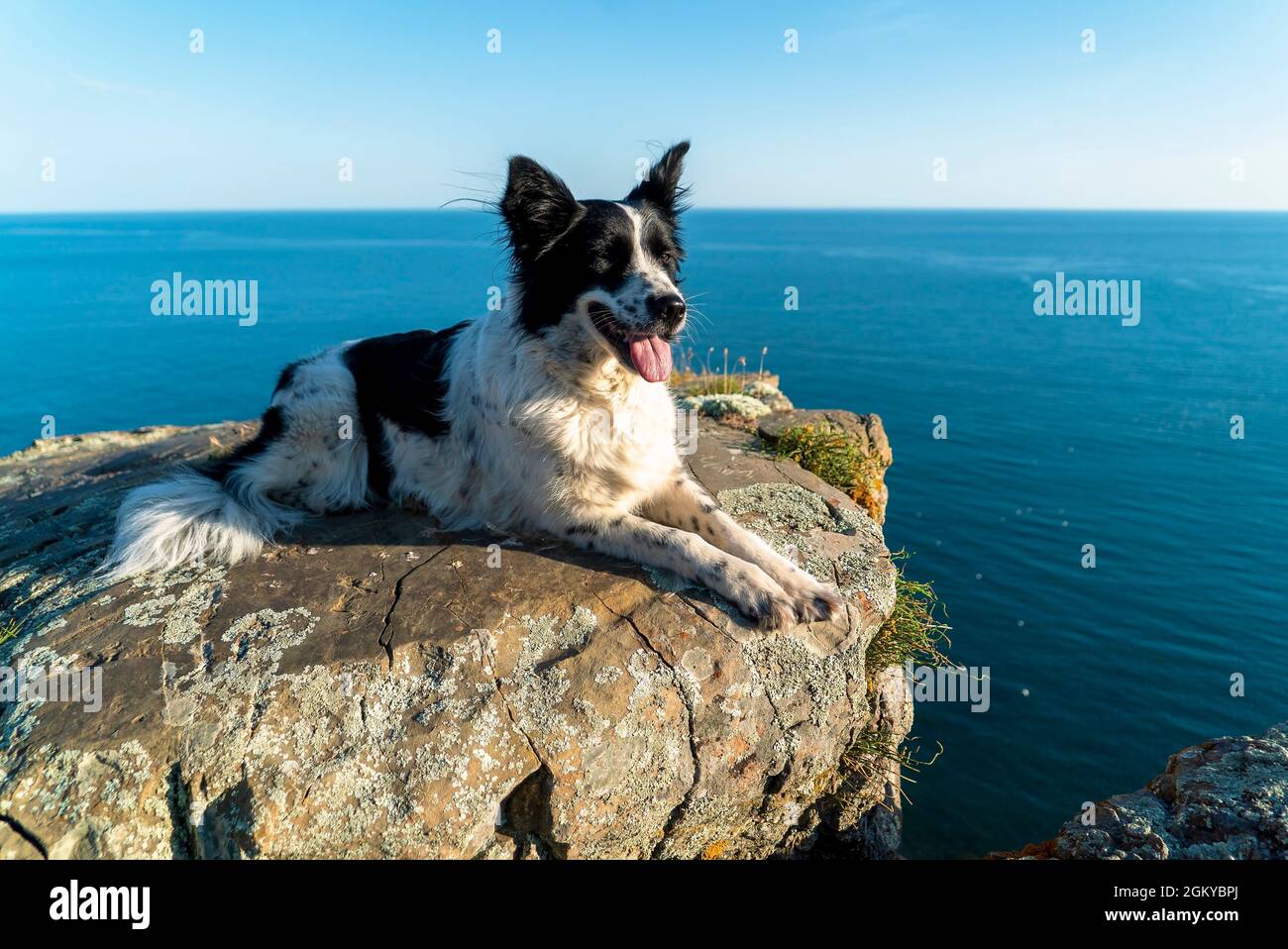 A black-and-white dog lies with its paw tucked up on the edge of a ...