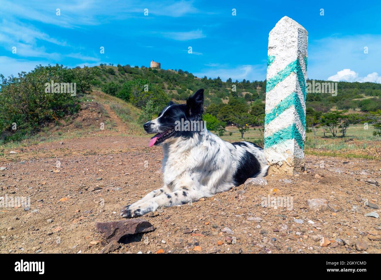 Spotted border collie hi-res stock photography and images - Alamy