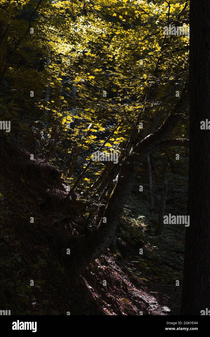 Vertical shot of trees in the forest in the sunlight Stock Photo - Alamy