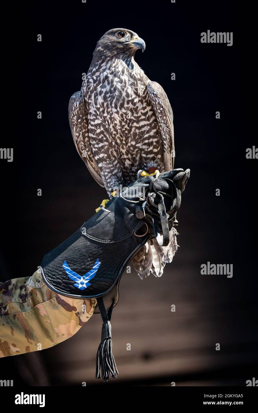 U.S. AIR FORCE ACADEMY, Colo. -- Eclipse, a black-phase gyrfalcon, is ...
