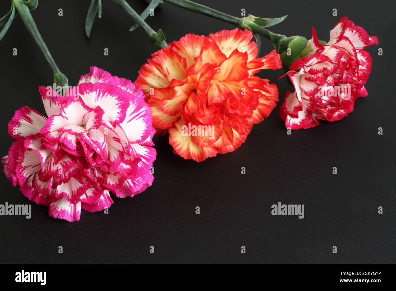 Carnation design hi-res stock photography and images - Alamy