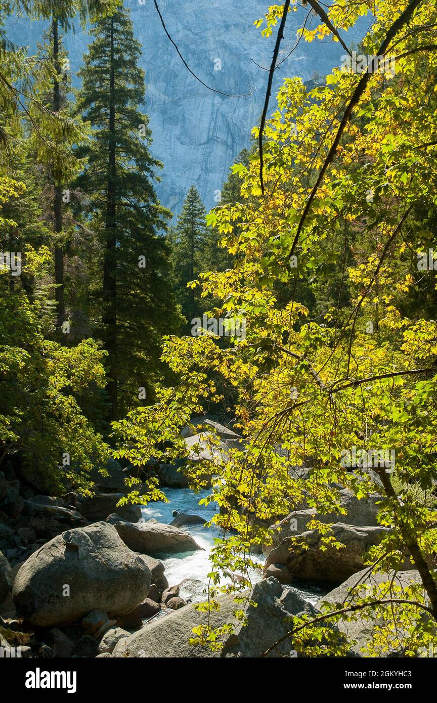 Yosemite stream and trees hi-res stock photography and images - Alamy
