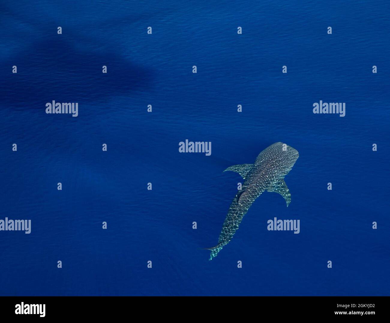 Shark scale hi-res stock photography and images - Alamy