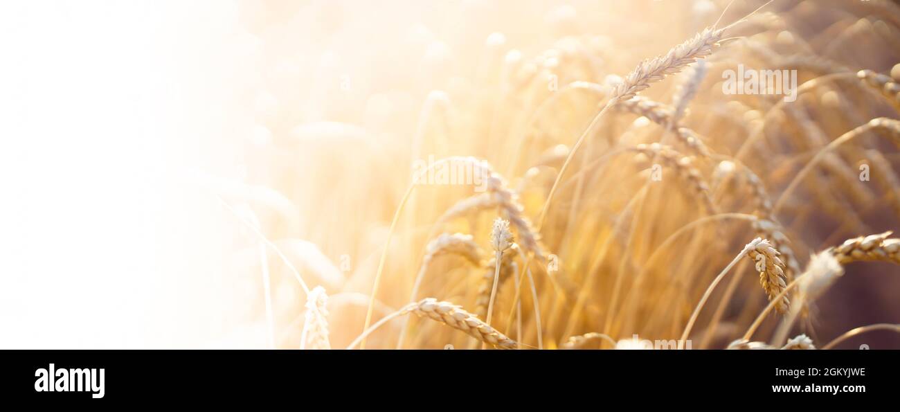 Stems of wheat with grain for flour production, wheat field Stock Photo ...