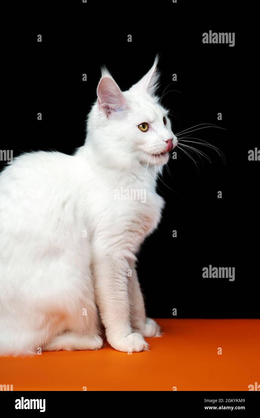 Sweet longhair cat breed Maine Shag Cat. Side view portrait of white ...