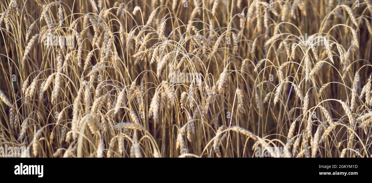 Stems of wheat with grain for flour production, wheat field Stock Photo ...