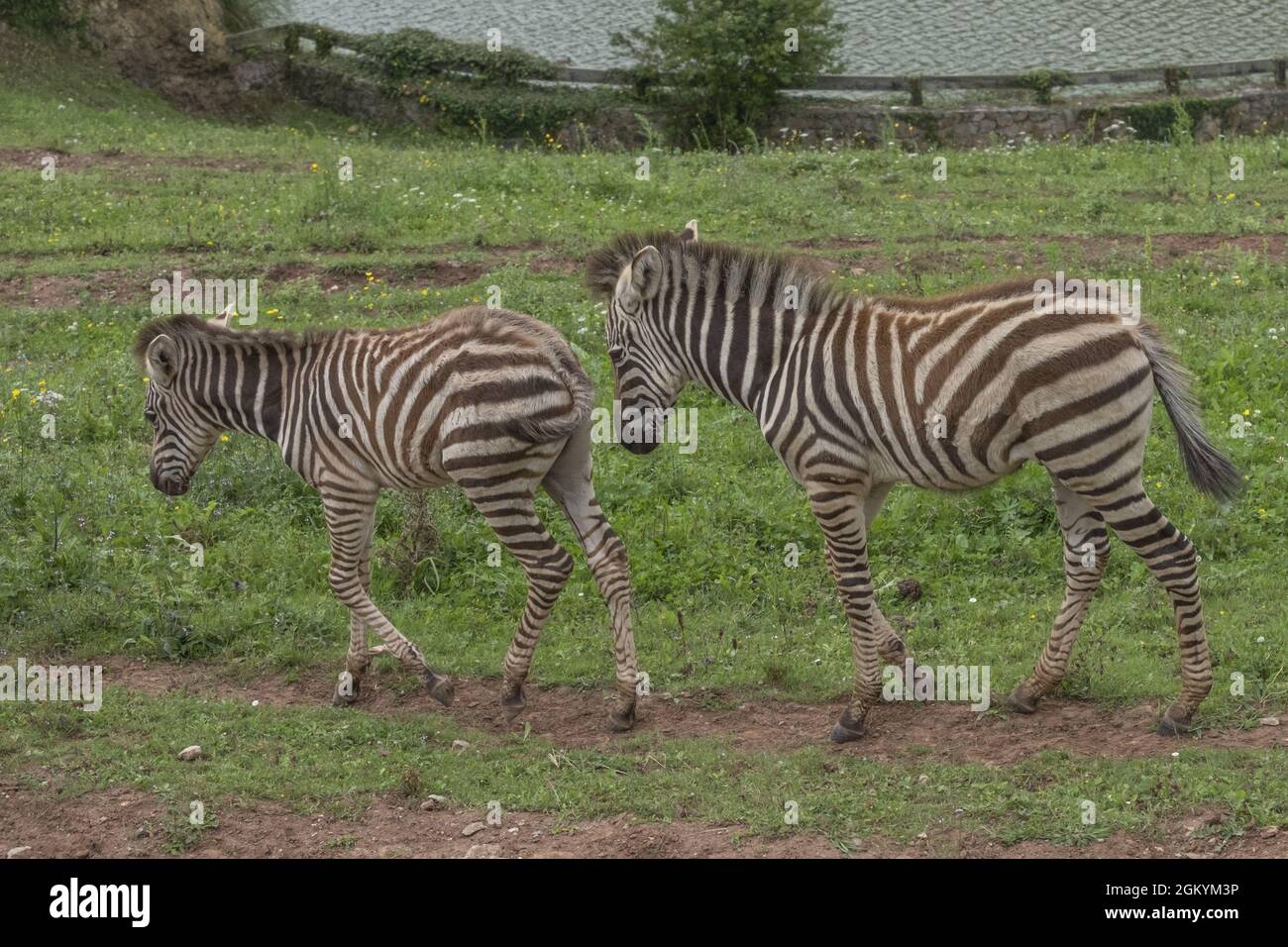 Mother zebra with a foal in Cabarceno Natural Park, Spain Stock Photo ...