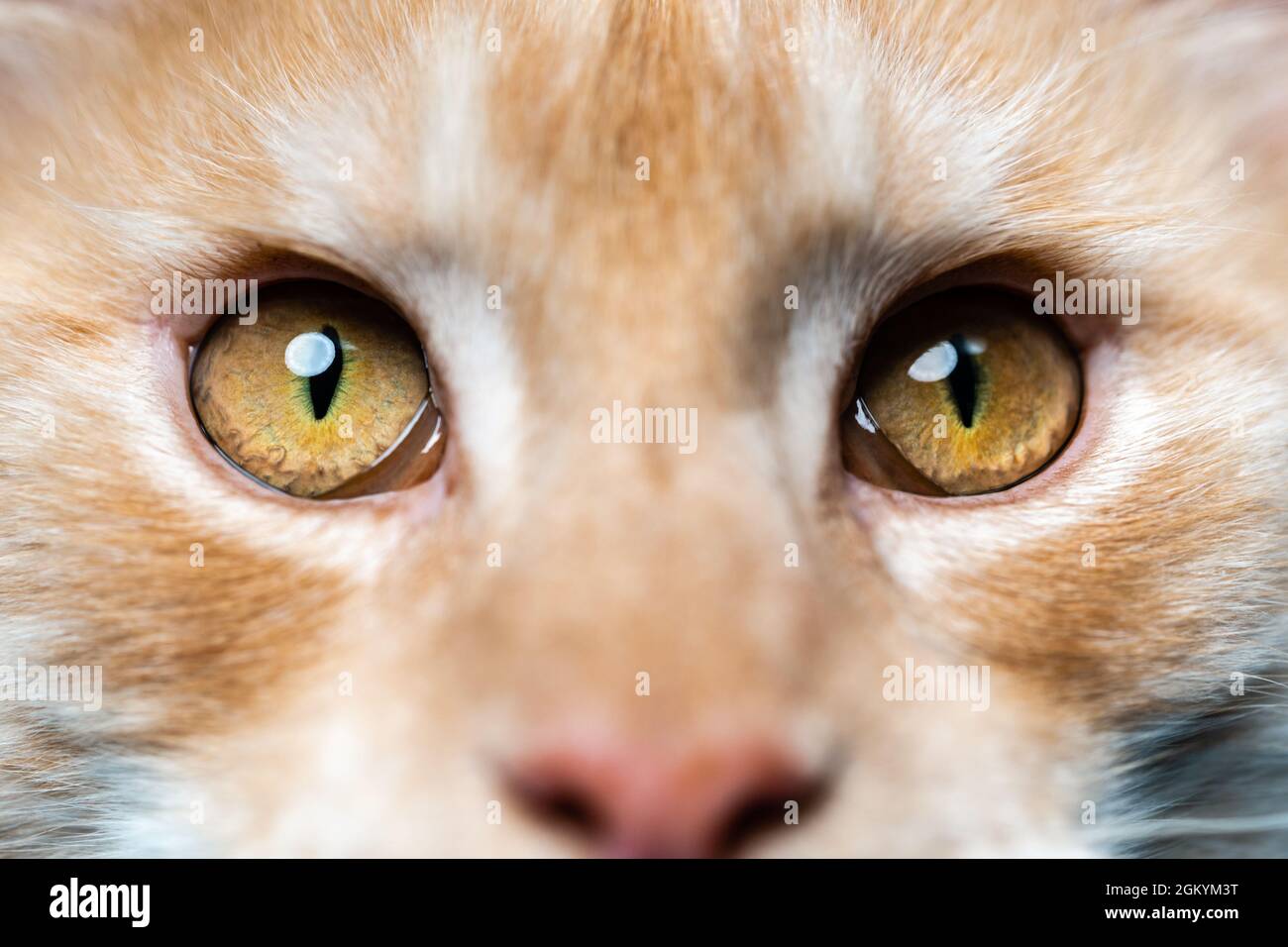 Extreme close-up portrait of American Coon Cat looking at camera ...