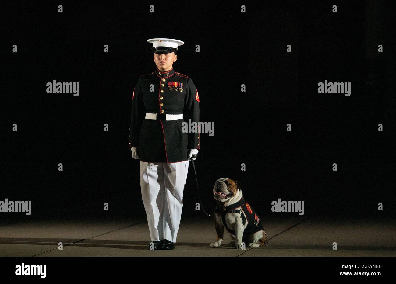 U.S. Marine Corps Private First Class Chesty, Marine Corps mascot, at ...