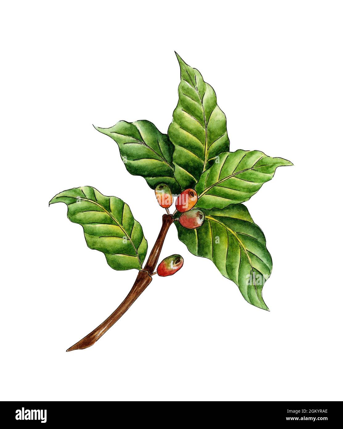 Watercolor painting coffee branch. Green, red berries and flowers on a ...
