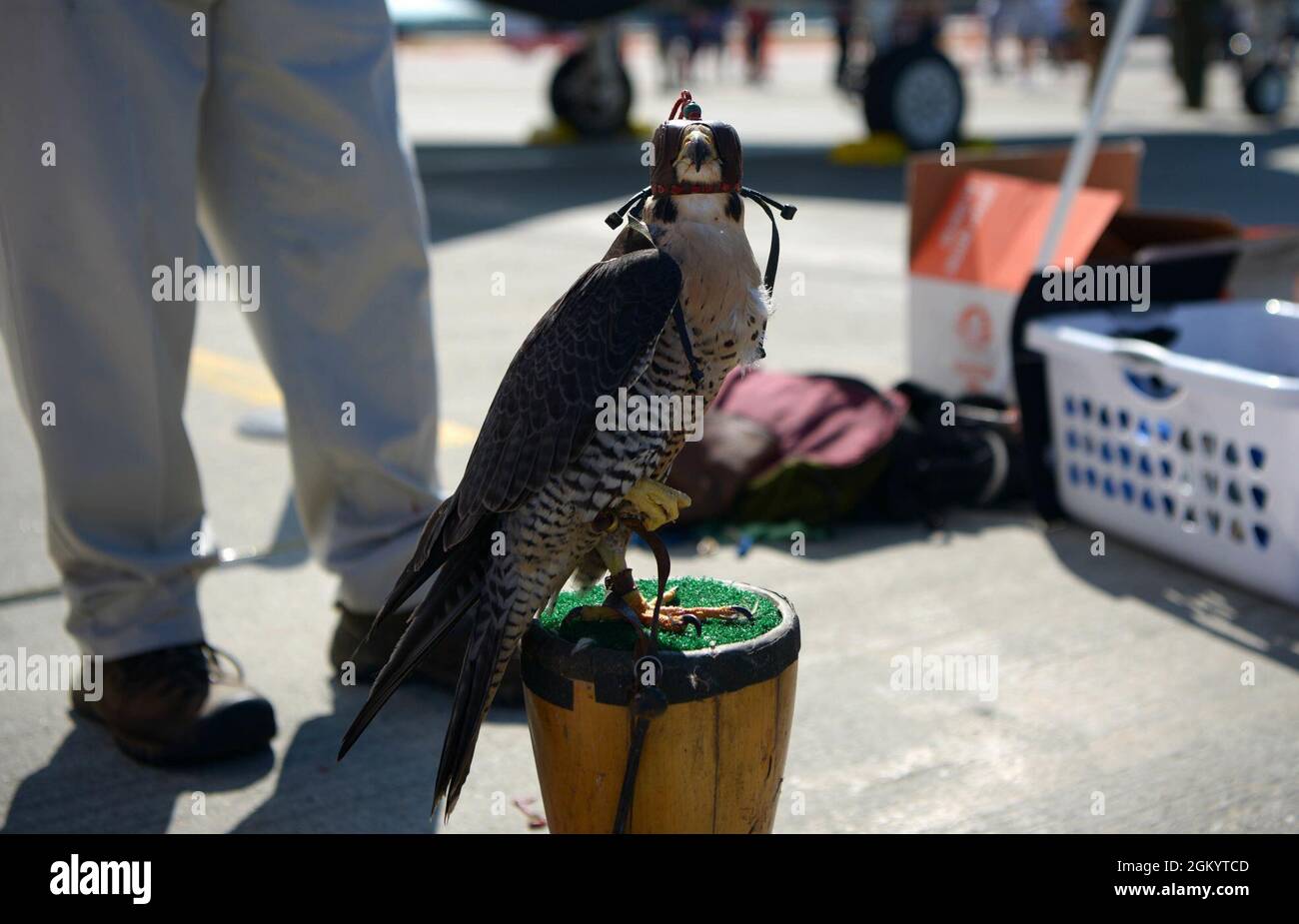 A Peregrine Falcon sits on a perch during the Arctic Lightning Airshow ...